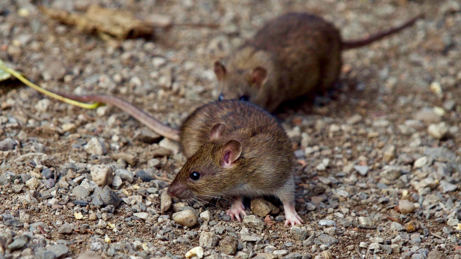 Ratos em Boston estão espalhando doença potencialmente fatal, alertam ...